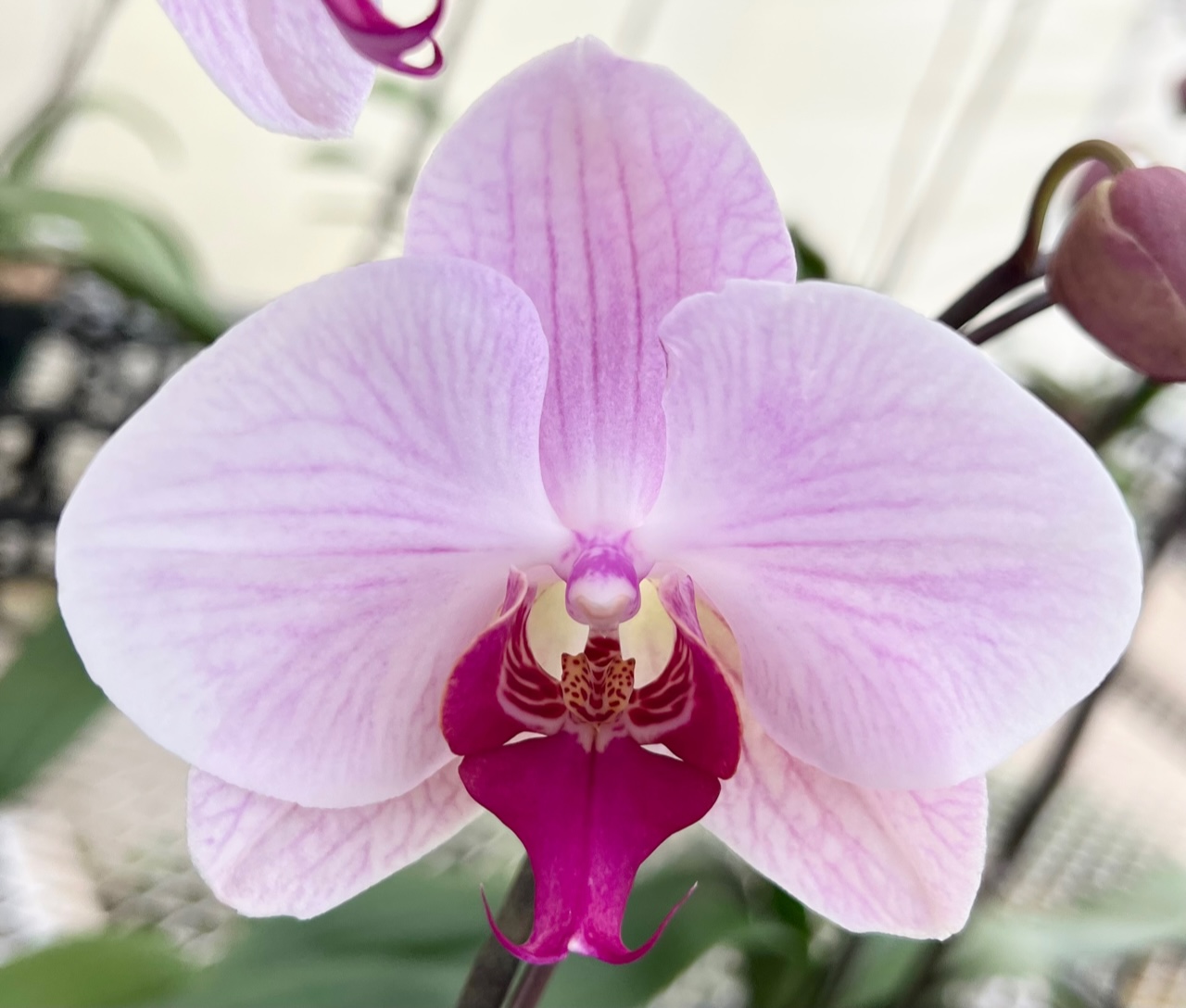 EverSpring Orchids Main Catalog