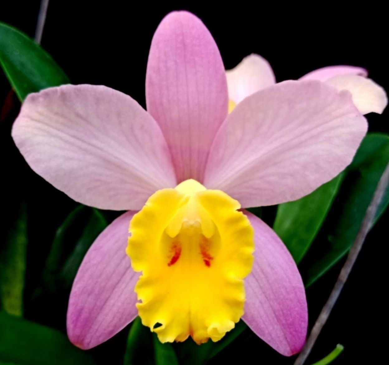 EverSpring Orchids Main Catalog
