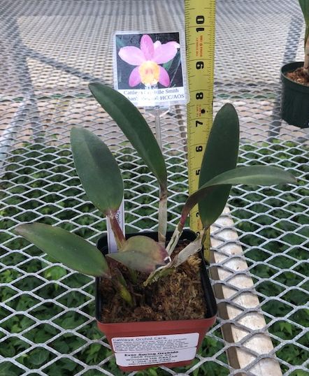 EverSpring Orchids Main Catalog