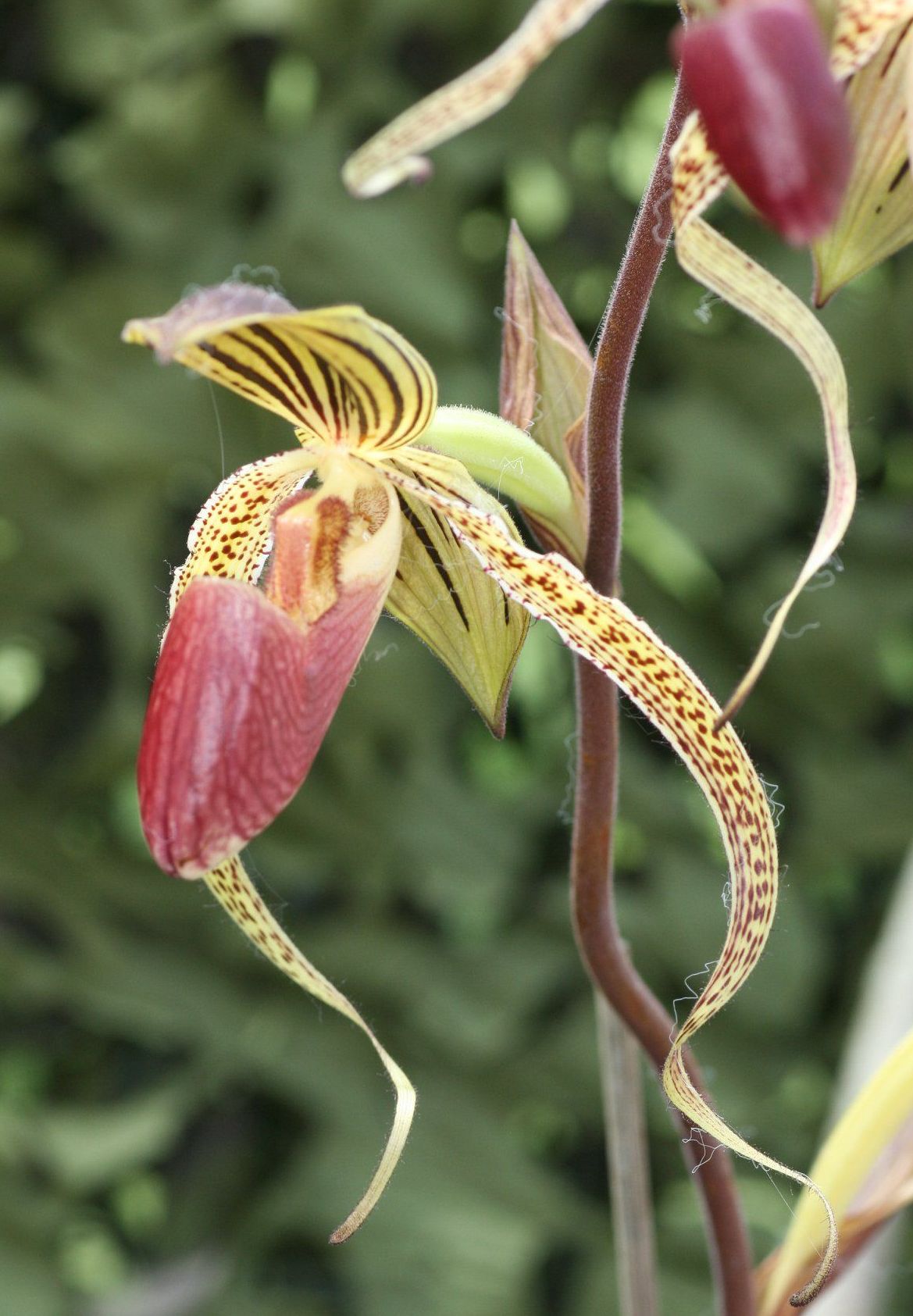 EverSpring Orchids Winnipeg_Gift Orchids