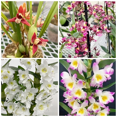 EverSpring Orchids Winnipeg_Gift Orchids