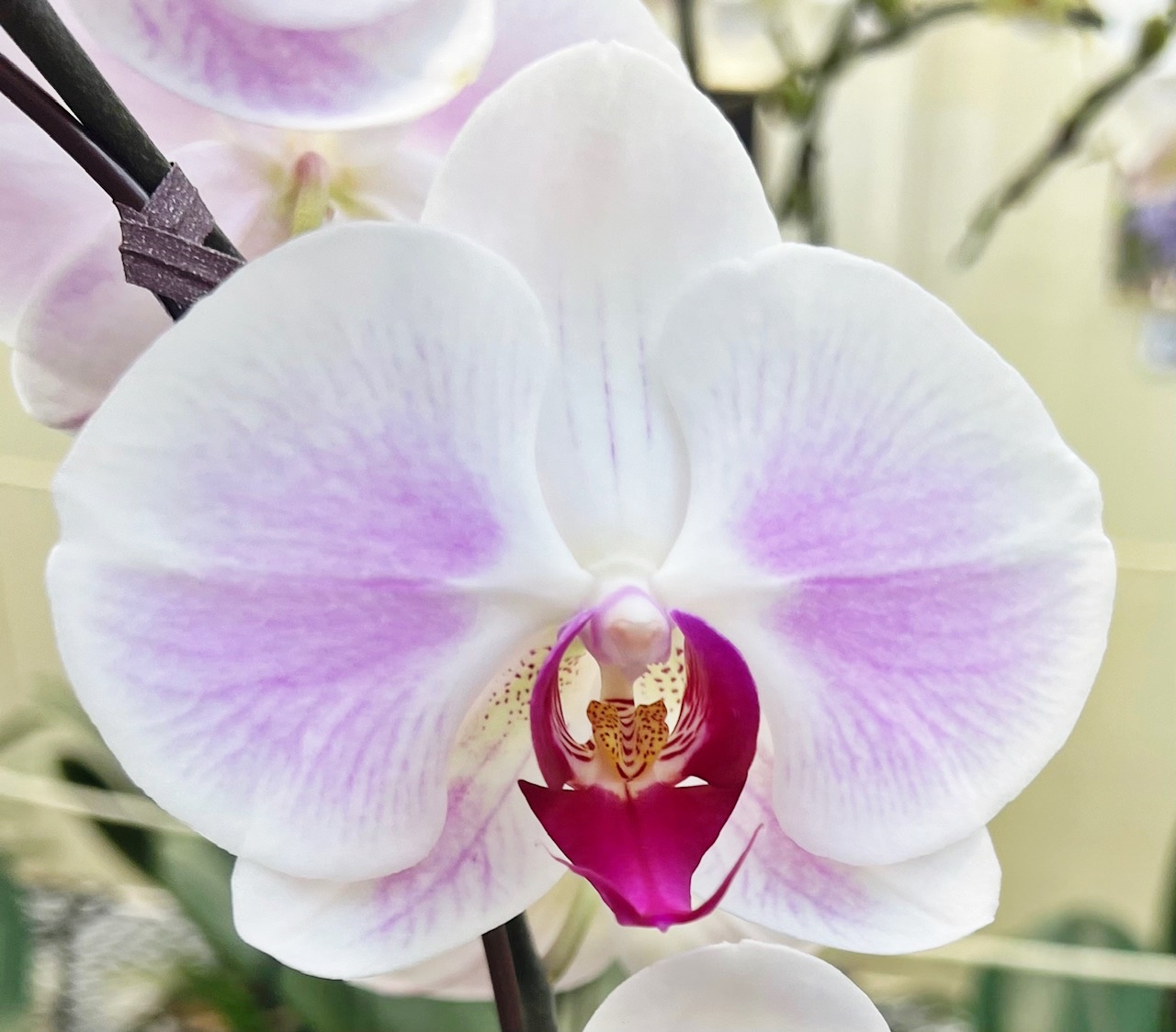 EverSpring Orchids Main Catalog