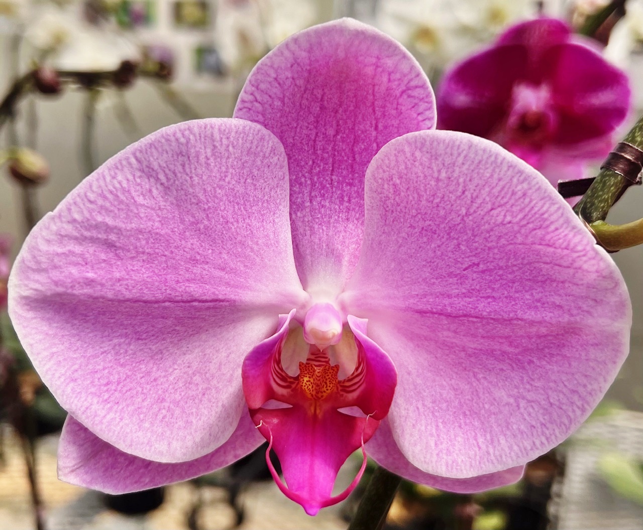 EverSpring Orchids Main Catalog