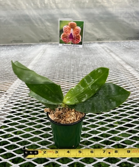 EverSpring Orchids Main Catalog