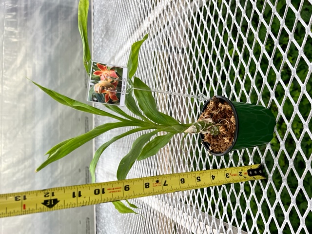 EverSpring Orchids Main Catalog