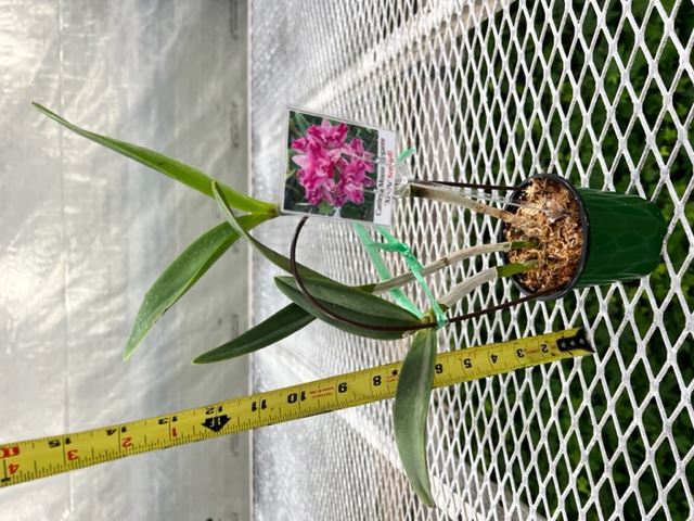 EverSpring Orchids Main Catalog