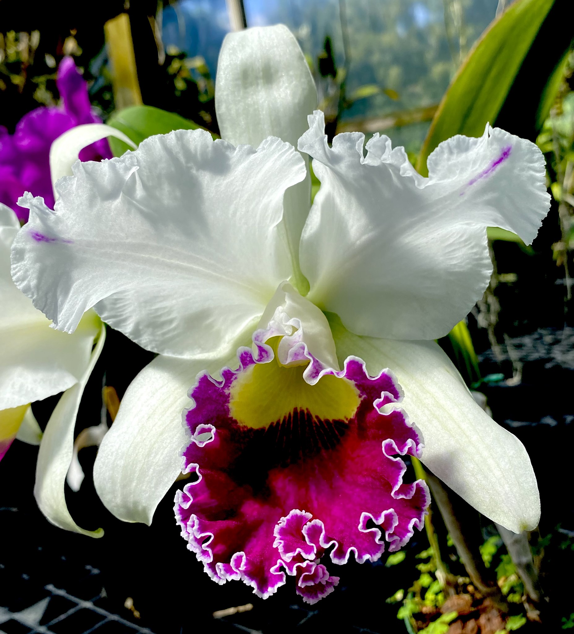 EverSpring Orchids Main Catalog