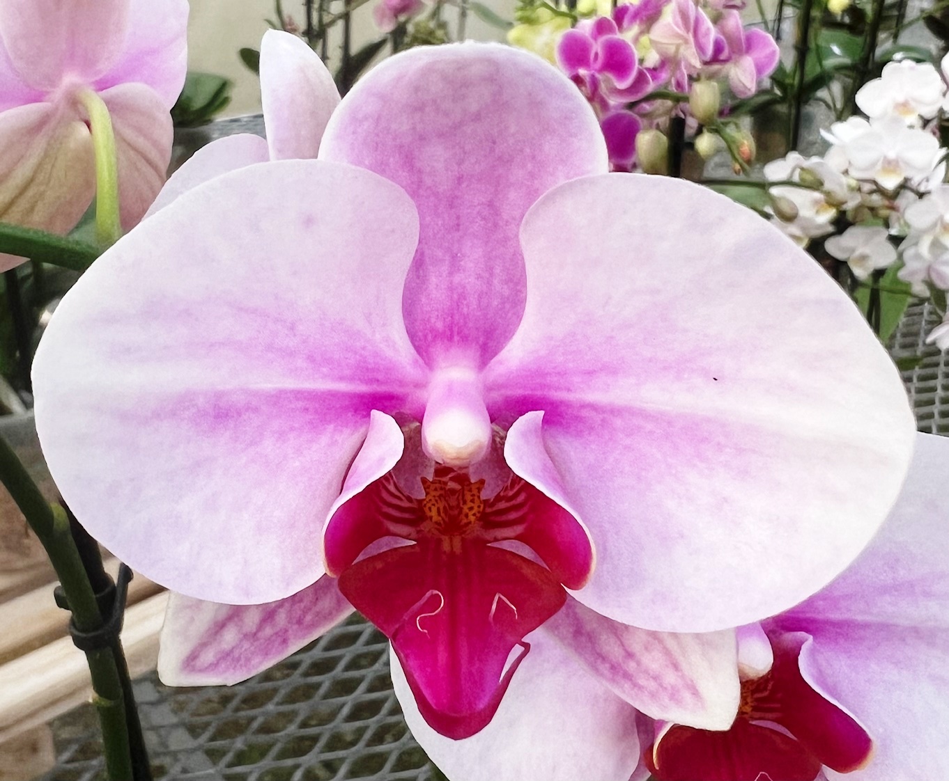 EverSpring Orchids Main Catalog