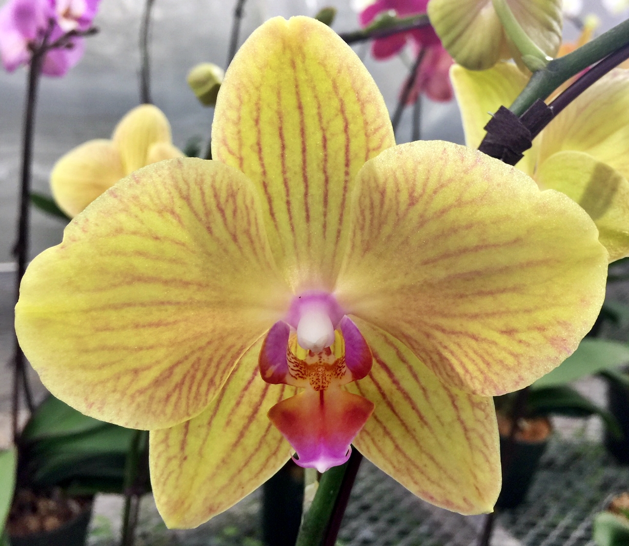 EverSpring Orchids Main Catalog