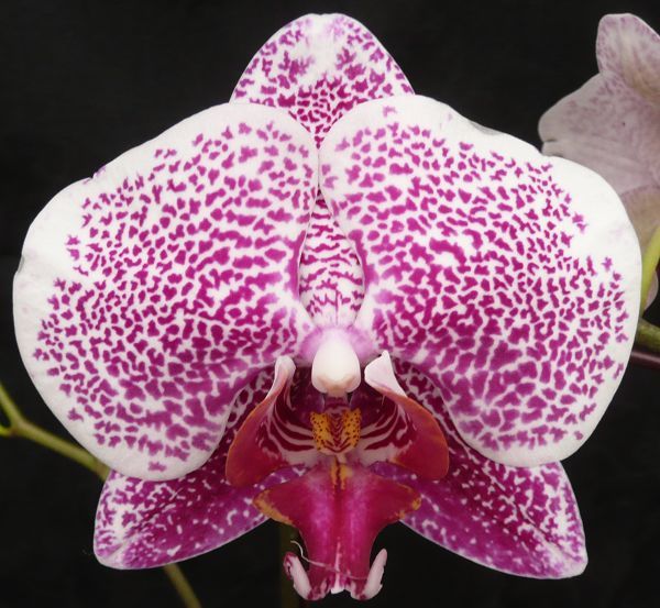 EverSpring Orchids Main Catalog