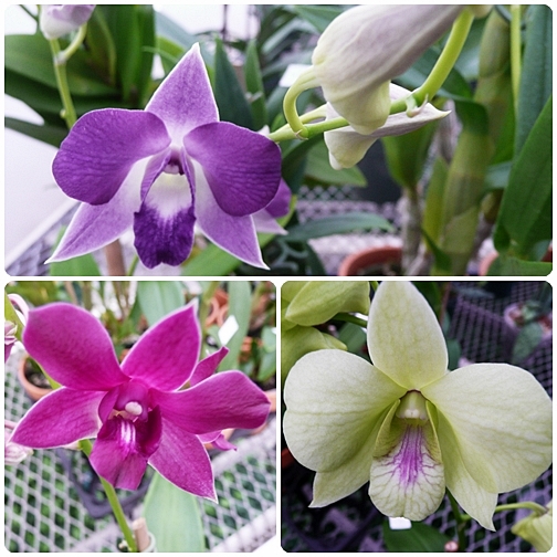 EverSpring Orchids Main Catalog