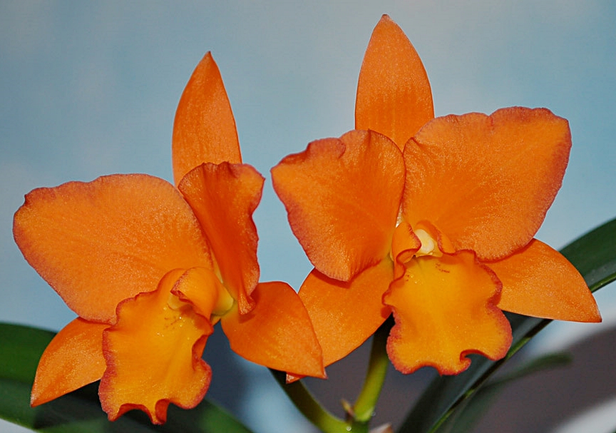 EverSpring Orchids Main Catalog