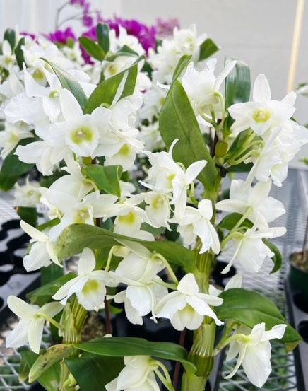 EverSpring Orchids Winnipeg_Gift Orchids