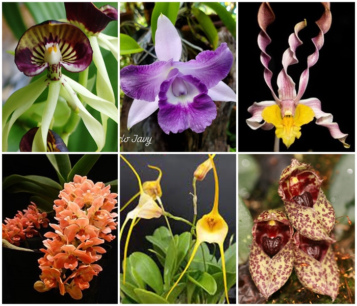 EverSpring Orchids Winnipeg_Gift Orchids