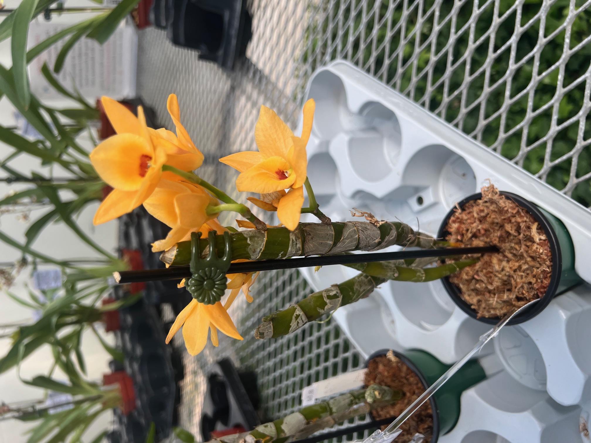 EverSpring Orchids Main Catalog