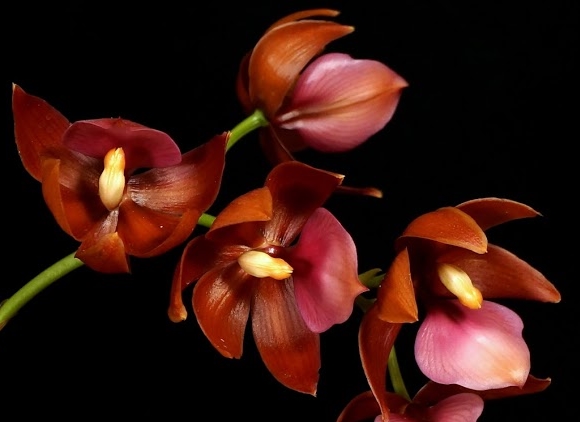 EverSpring Orchids Main Catalog