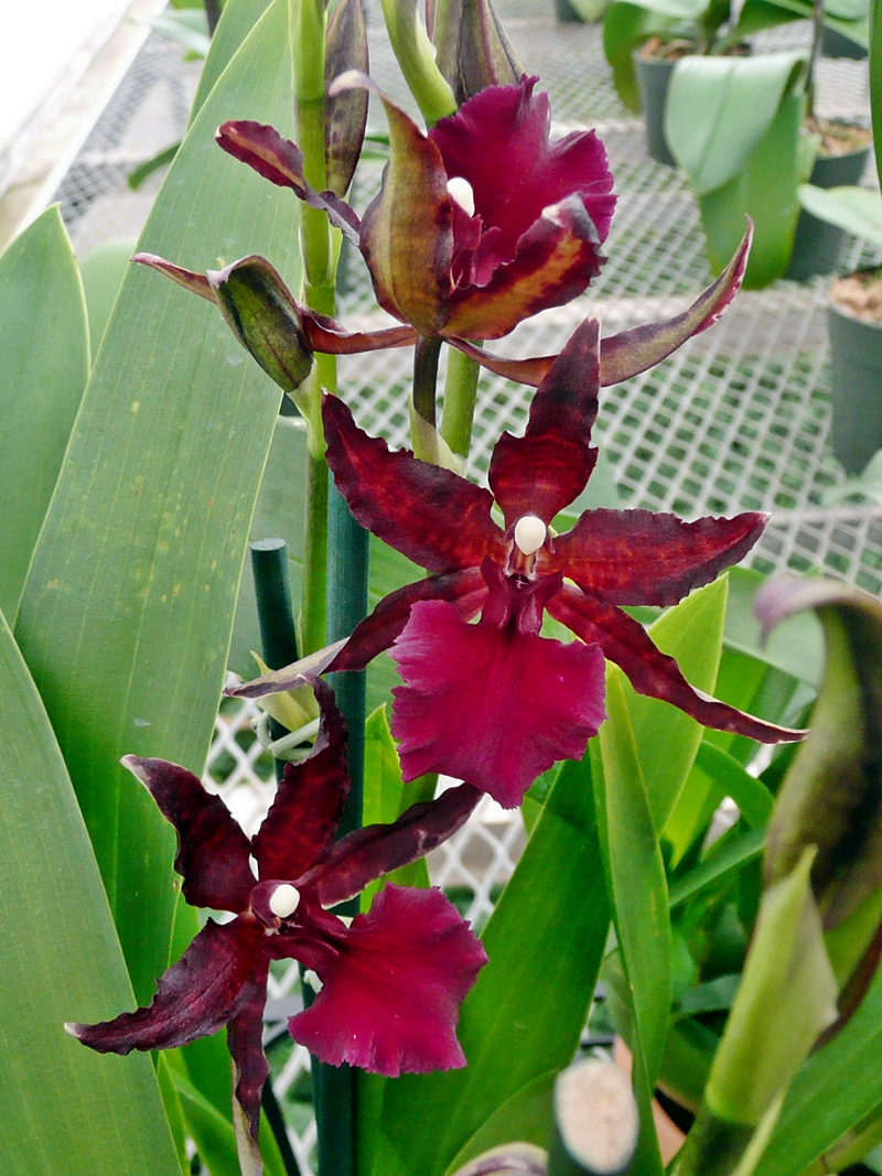 EverSpring Orchids Main Catalog