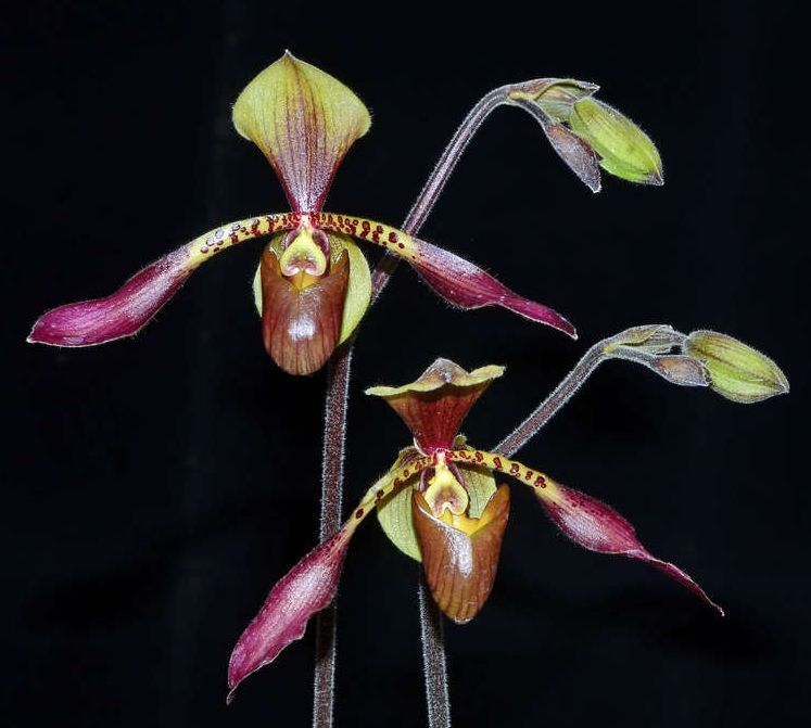EverSpring Orchids Main Catalog