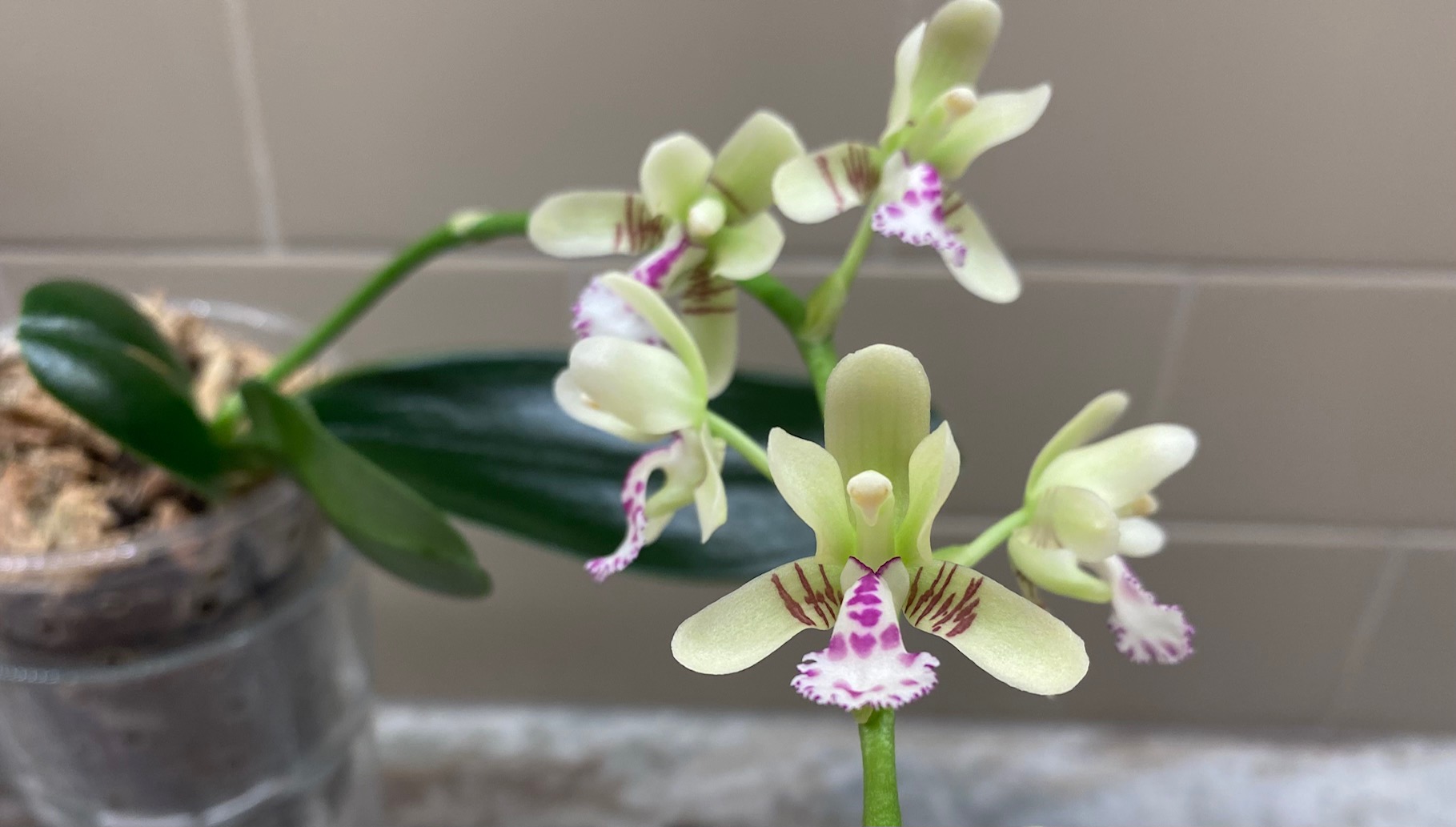 Phalaenopsis Mericlones at EverSpring Orchids