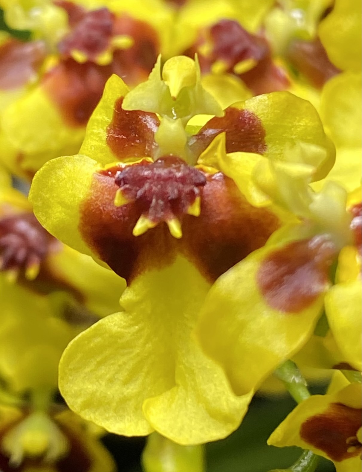 Phalaenopsis Mericlones at EverSpring Orchids