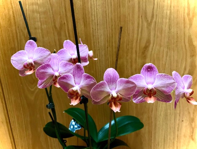Phalaenopsis Mericlones at EverSpring Orchids