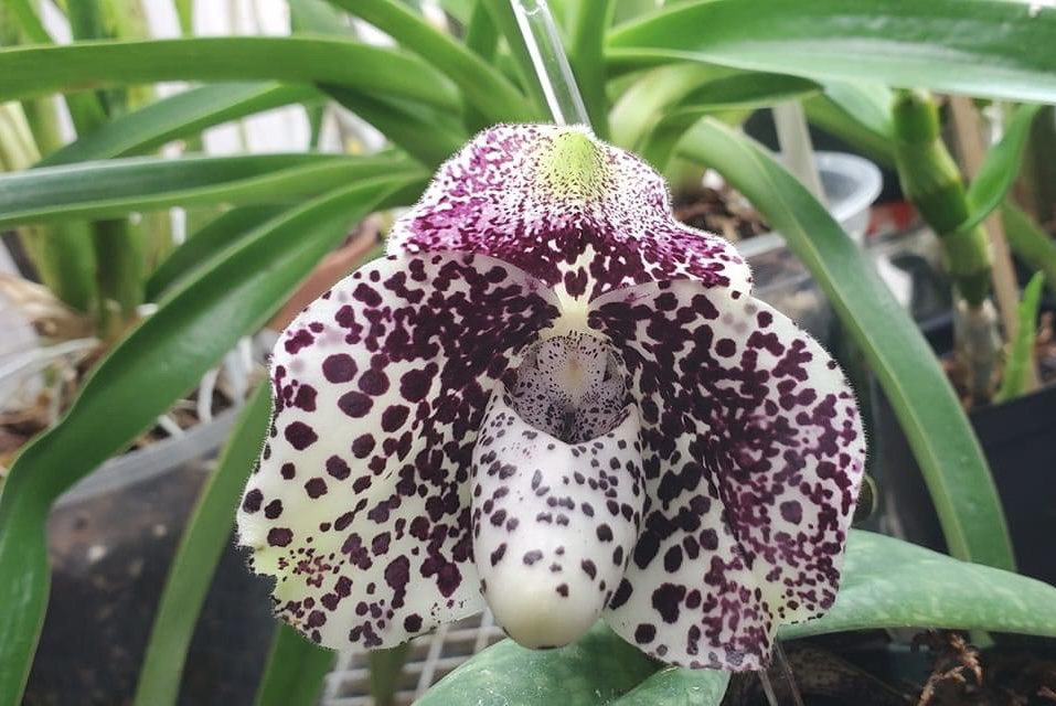 Phalaenopsis Mericlones at EverSpring Orchids