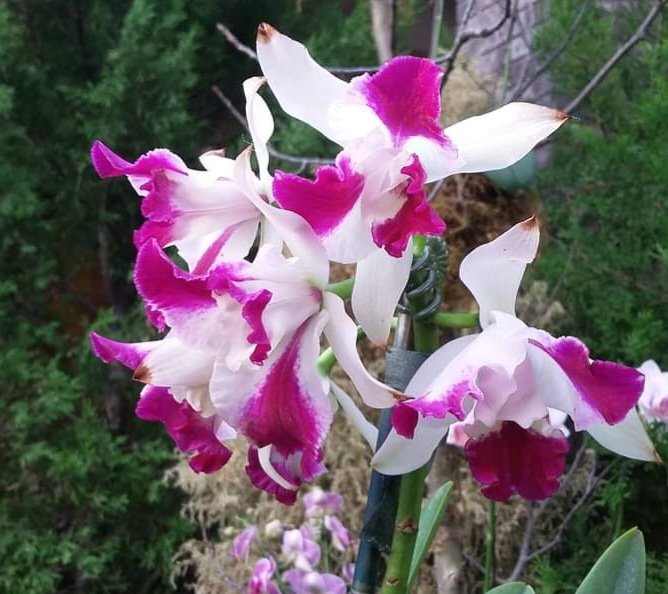 Phalaenopsis Mericlones at EverSpring Orchids