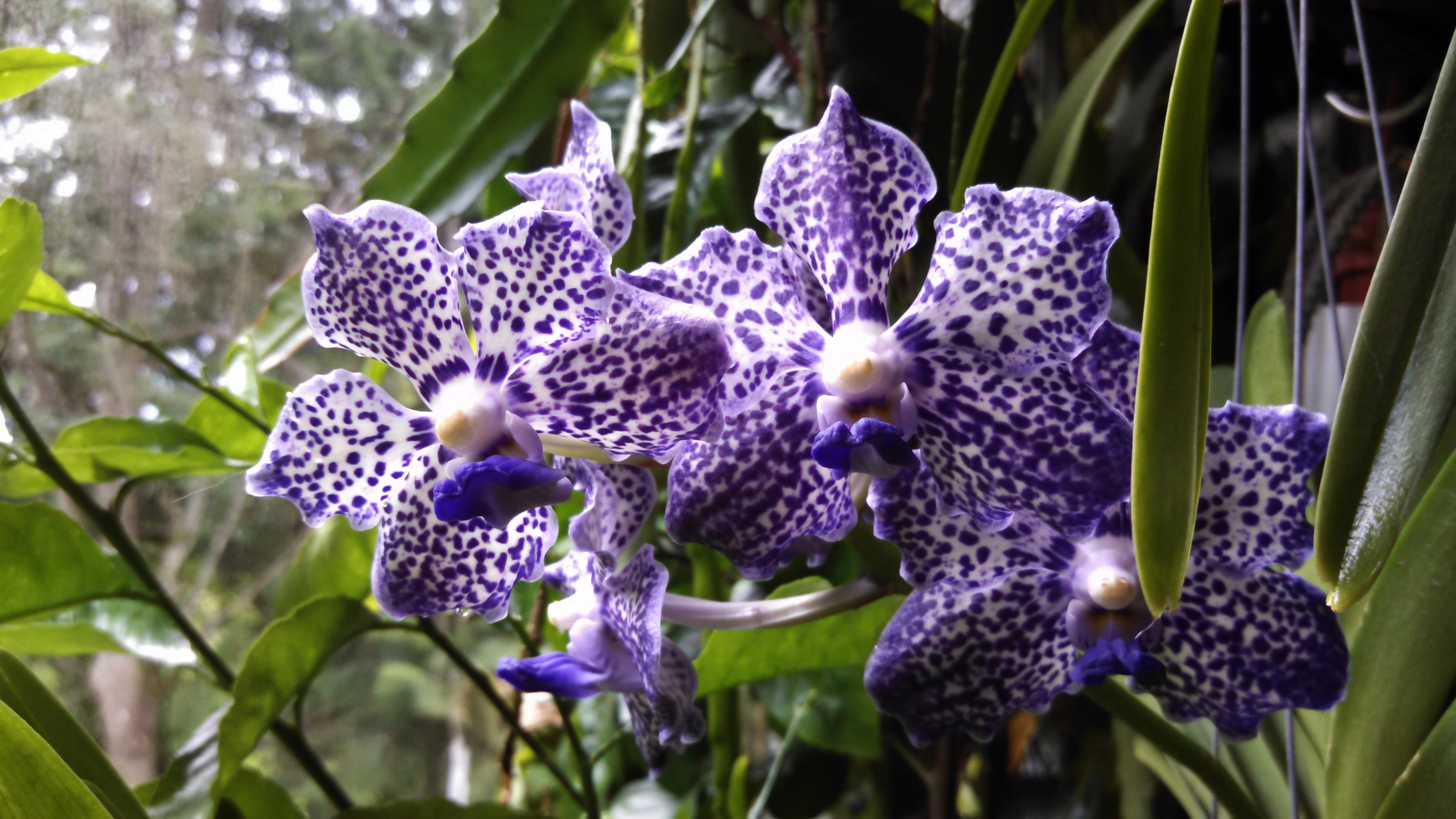 Phalaenopsis Mericlones at EverSpring Orchids