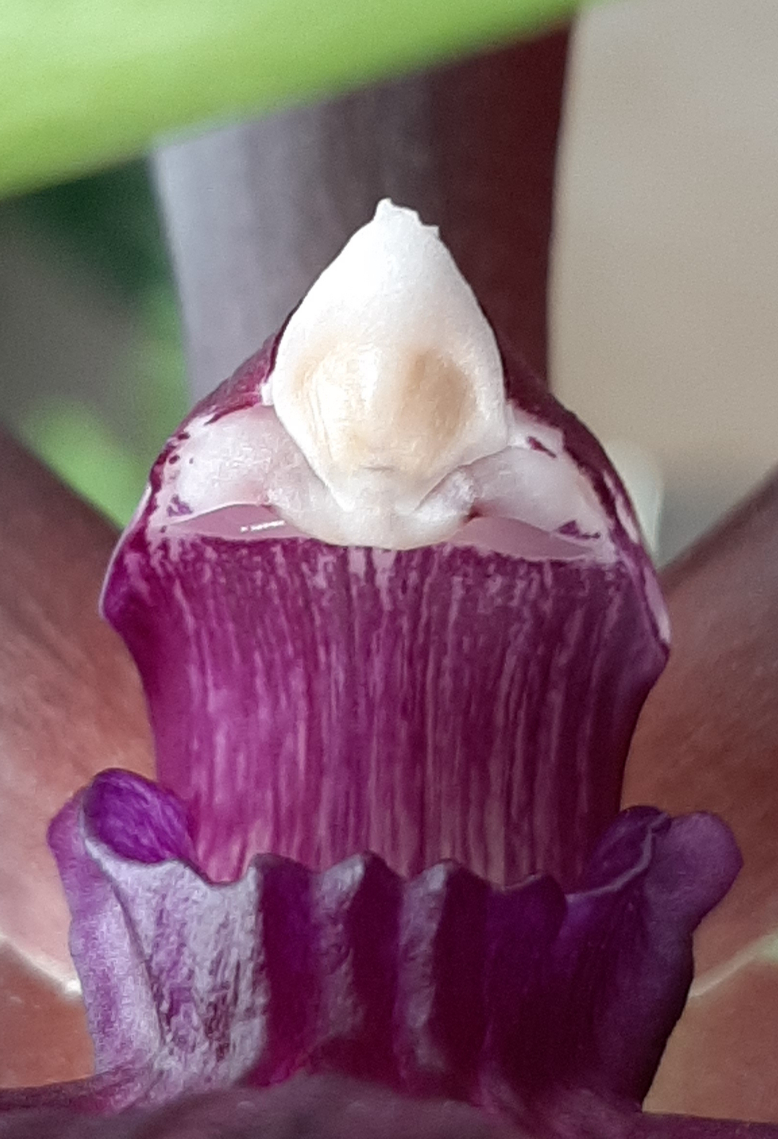 Phalaenopsis Mericlones at EverSpring Orchids