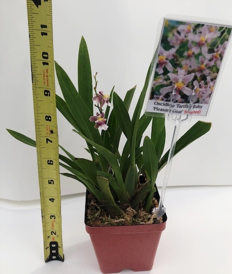 EverSpring Orchids Main Catalog