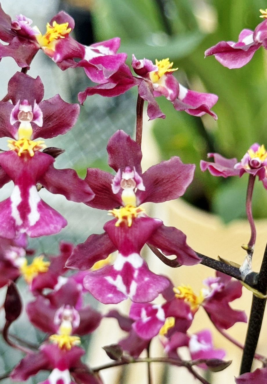 EverSpring Orchids Winnipeg_Gift Orchids