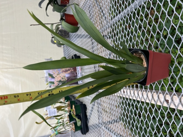 EverSpring Orchids Main Catalog