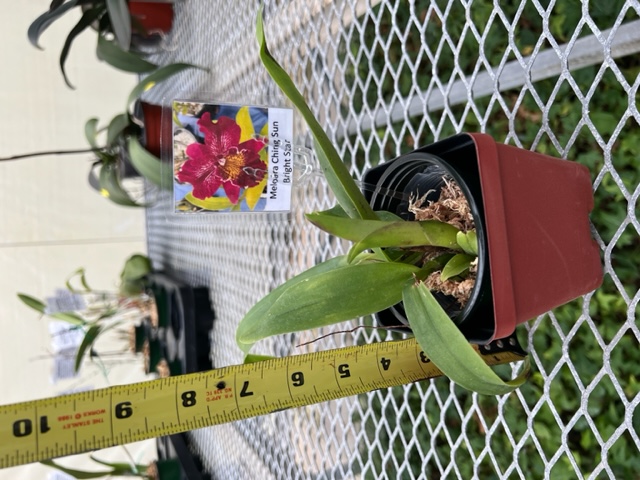 EverSpring Orchids Main Catalog