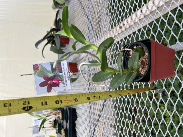 EverSpring Orchids Main Catalog