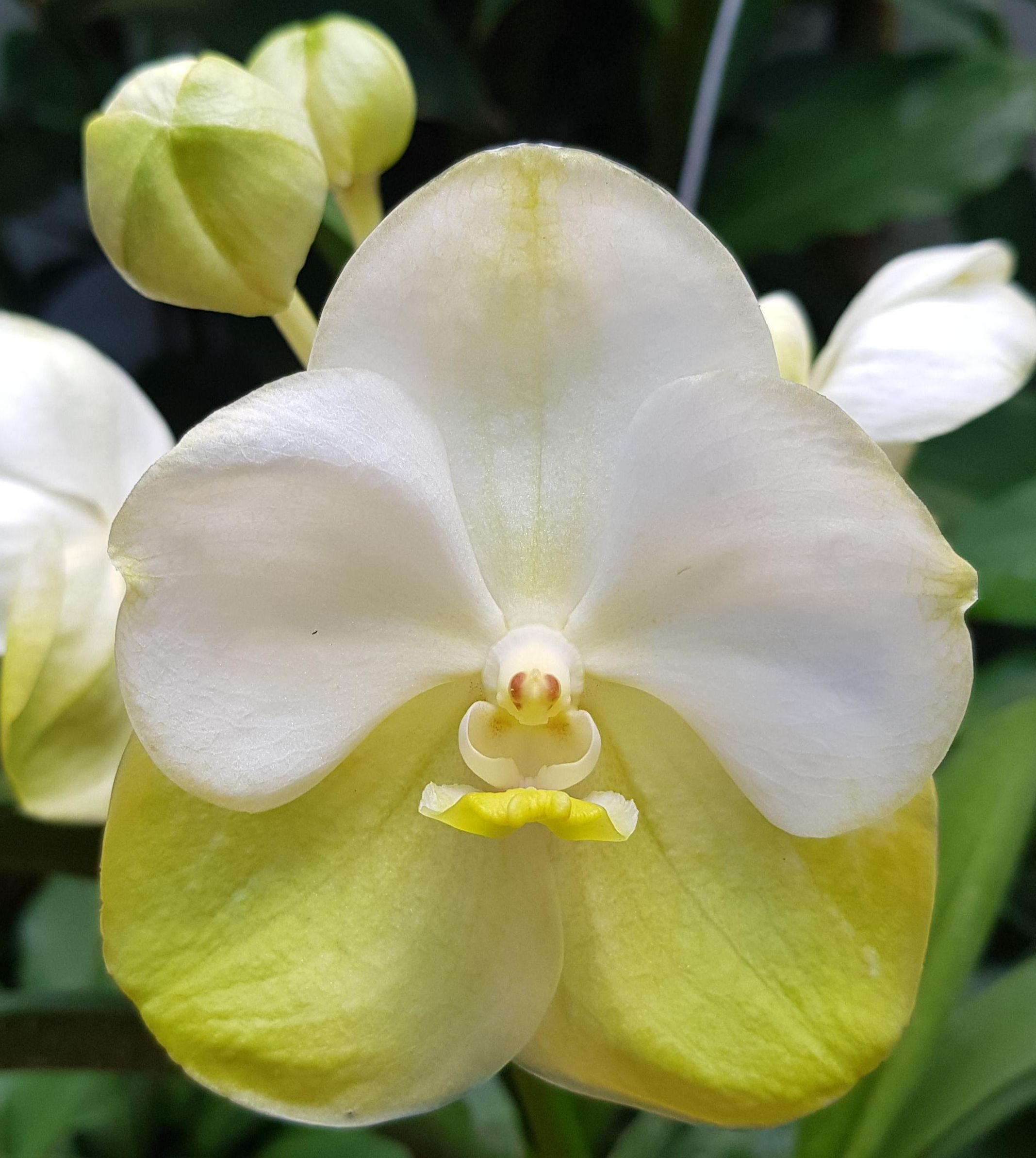 EverSpring Orchids Main Catalog