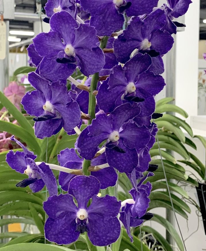 EverSpring Orchids Main Catalog