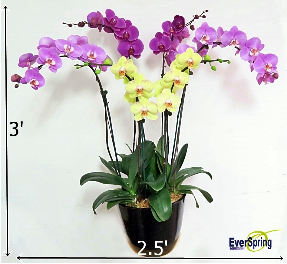EverSpring Orchids Winnipeg_Gift Orchids