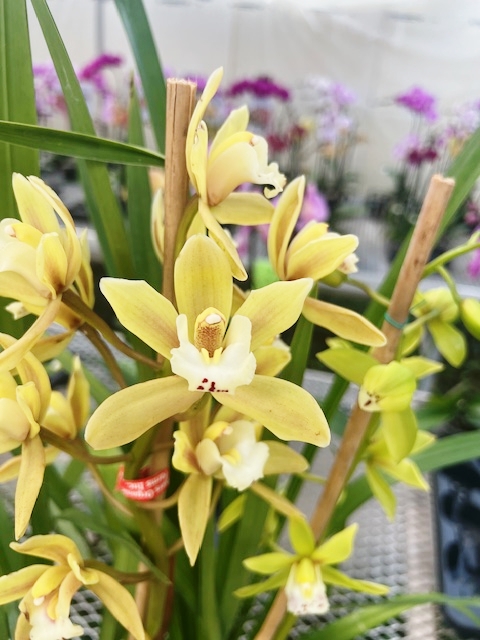 EverSpring Orchids Main Catalog