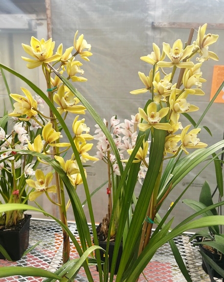 EverSpring Orchids Main Catalog