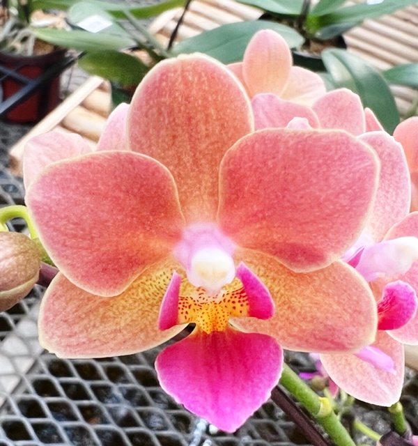EverSpring Orchids Main Catalog