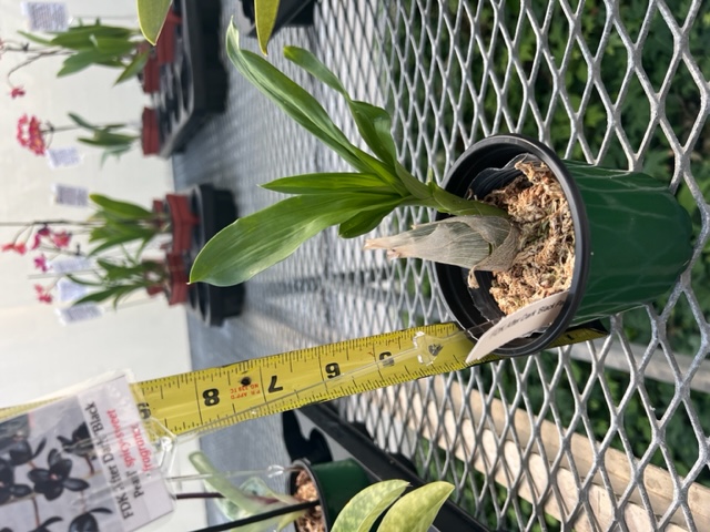 EverSpring Orchids Main Catalog