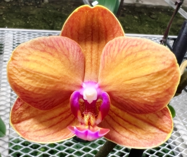 EverSpring Orchids Main Catalog