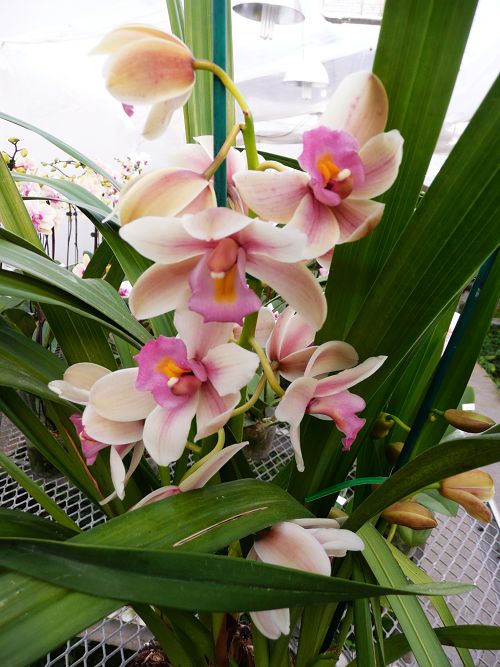 Phalaenopsis Mericlones at EverSpring Orchids
